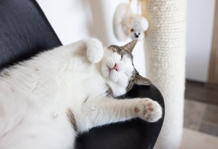 How to Communicate with Cats Telepathically: 10 Ways
